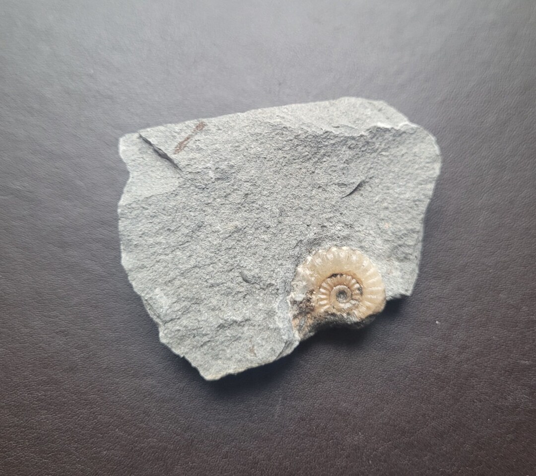 Ammonite in Stone. British Ammonite. Dorset Ammonite. Jurassic Coast ...
