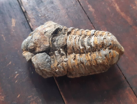 Craft Supplies & Tools Moroccan trilobite Cambrian trilobite Trilobite ...