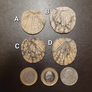 Fossil Sea Urchin. Dendraster Gibbsii. Fossilised Sand Dollar. Fossil ...