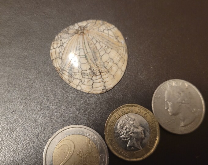 Fossil Sea Urchin. Dendraster Gibbsii. Fossilised Sand Dollar. Fossil ...
