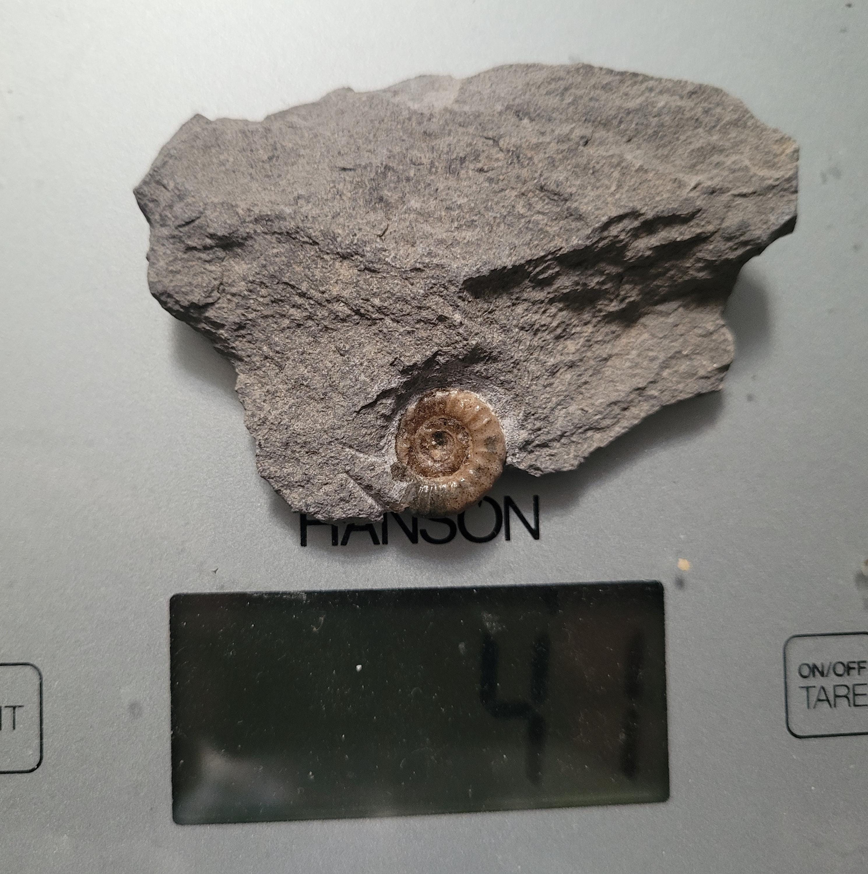 Ammonite in Stone. British Ammonite. Dorset Ammonite. Jurassic Coast ...