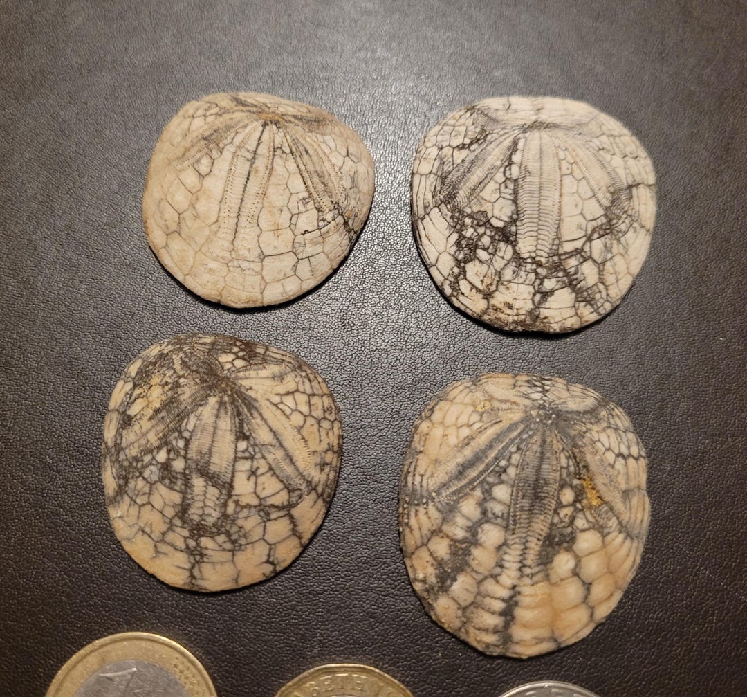 Fossil Sea Urchin. Dendraster Gibbsii. Fossilised Sand Dollar. Fossil ...