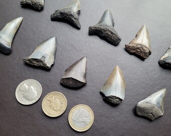 Small Megalodon Tooth Pendant Florida - Etsy