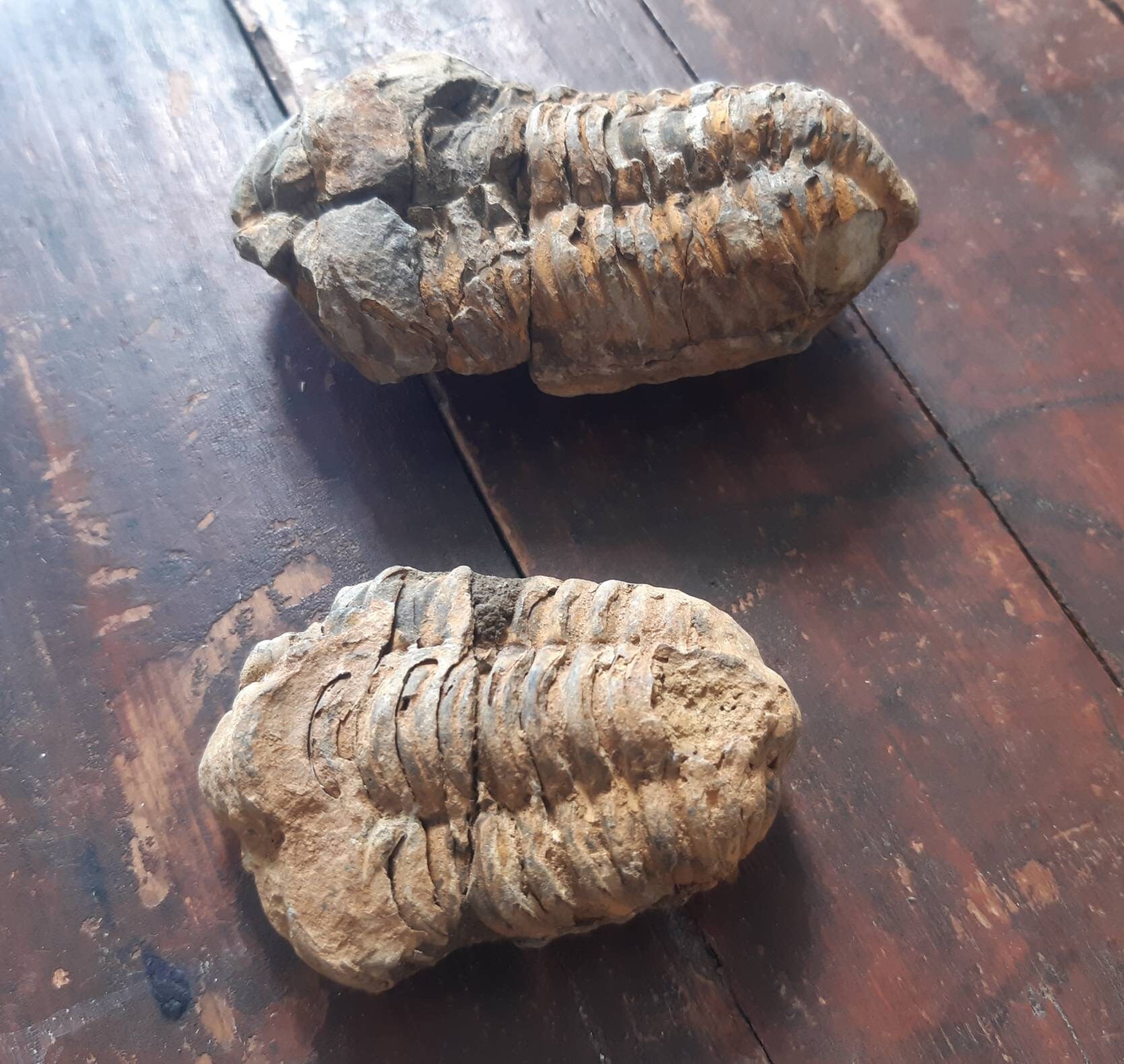 Craft Supplies & Tools Moroccan trilobite Cambrian trilobite Trilobite ...