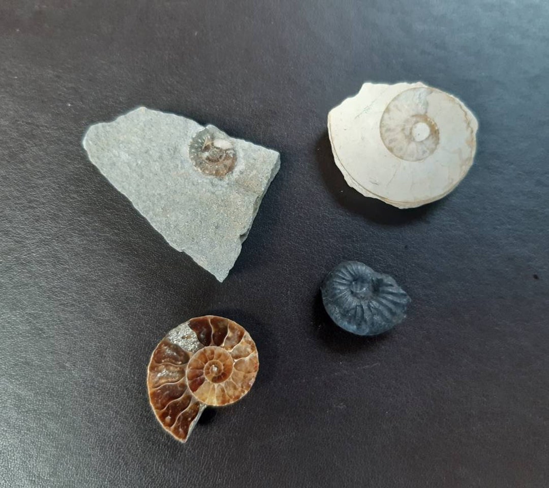 Ammonite Collection. Lot of 4. A Selection of Small Ammonites. - Etsy