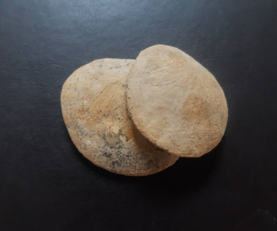 Fossil Sea Urchin. Dendraster Gibbsii. 2 Connected Fossilised Sand ...