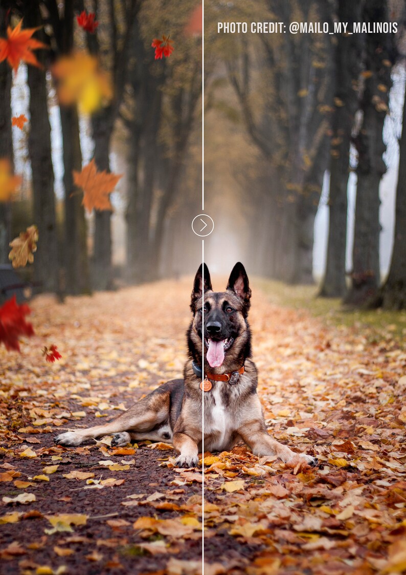 Fall Foliage - Photoshop Overlays - the Primitive Pack - Etsy