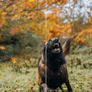 Fall Foliage Photoshop Overlays the Primitive Pack - Etsy
