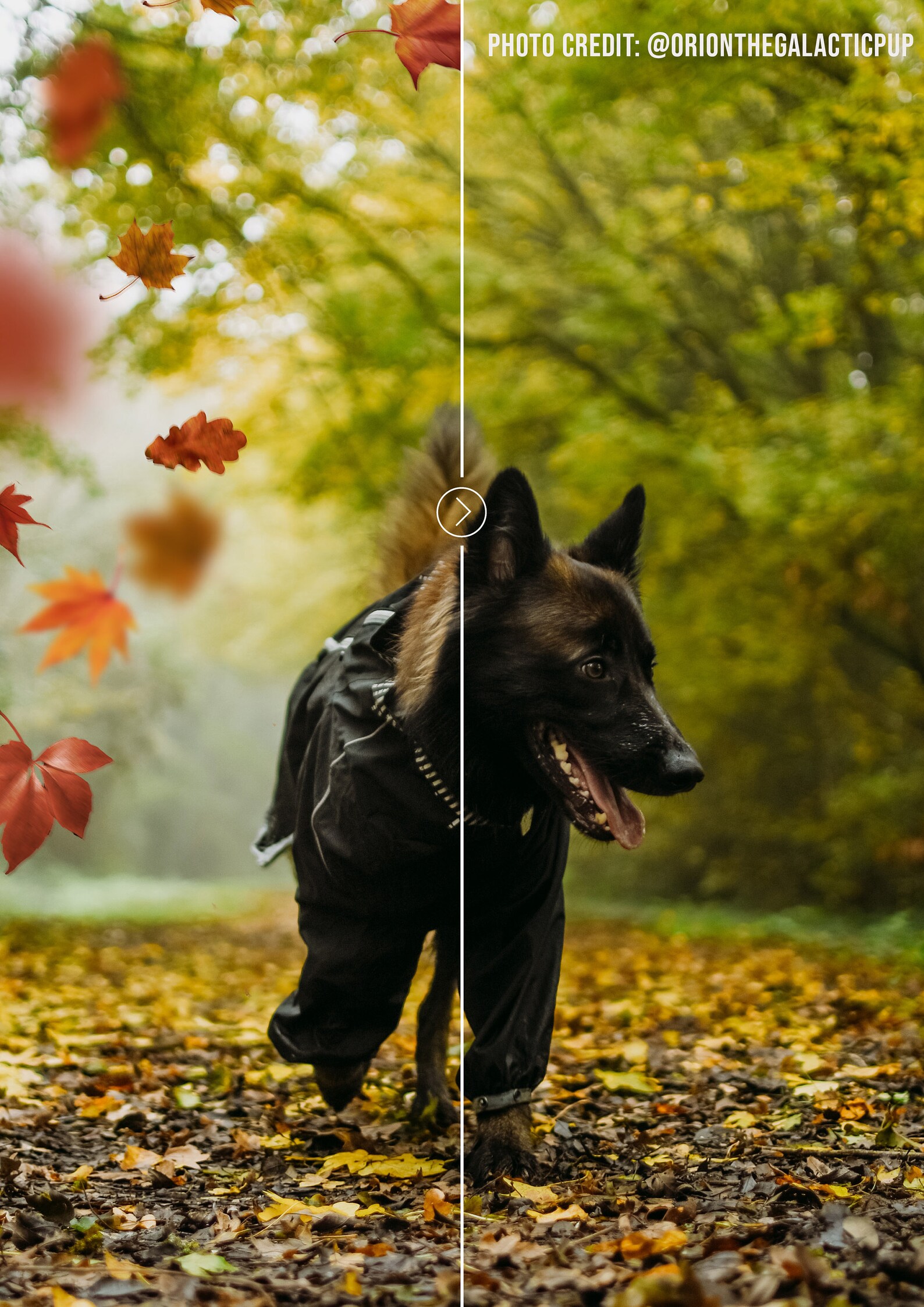Fall Foliage - Photoshop Overlays - the Primitive Pack - Etsy