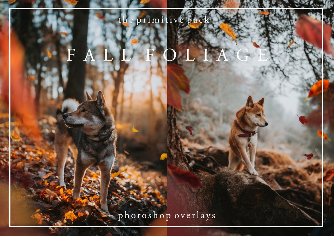 Fall Foliage - Photoshop Overlays - the Primitive Pack - Etsy