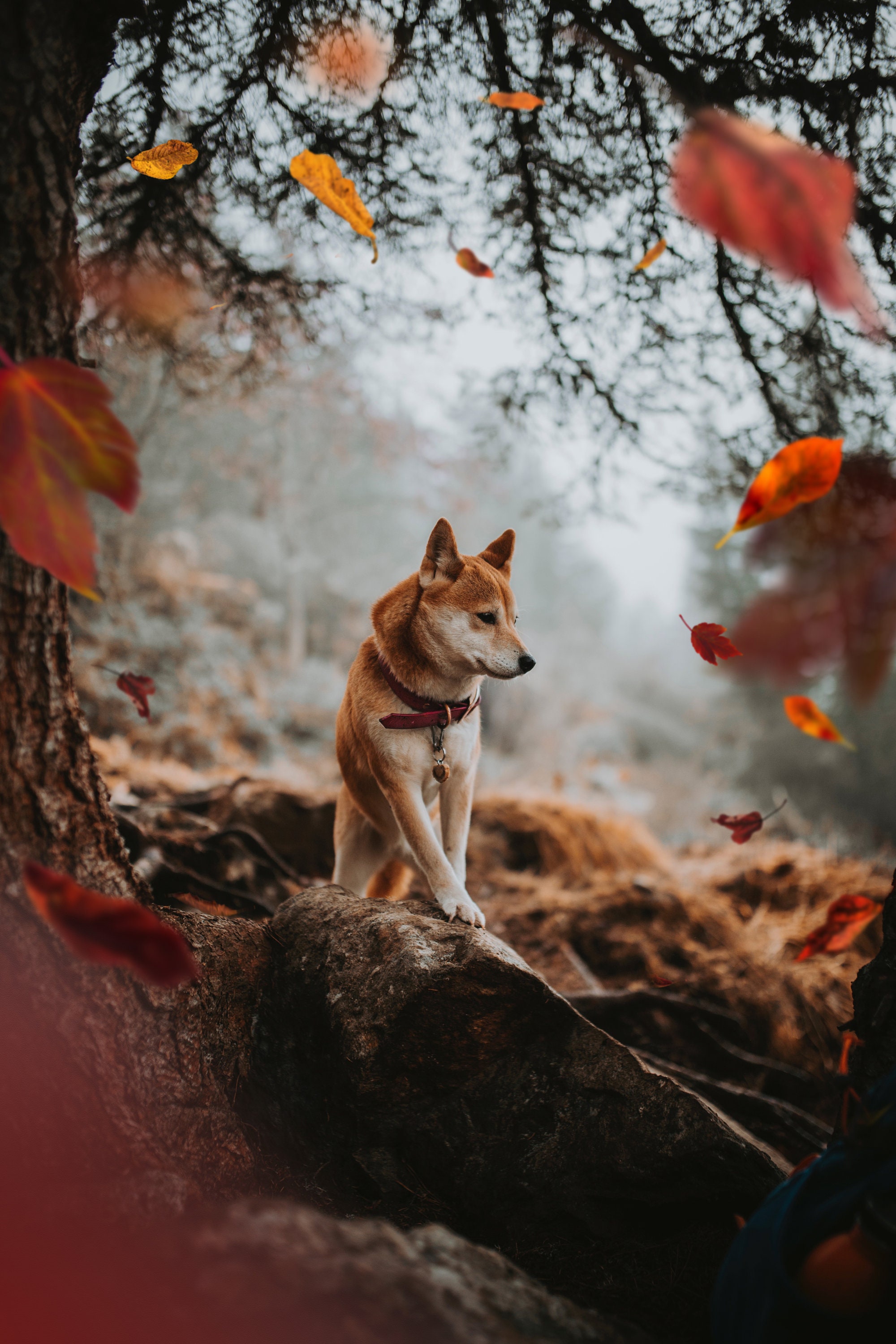 Fall Foliage - Photoshop Overlays - the Primitive Pack - Etsy