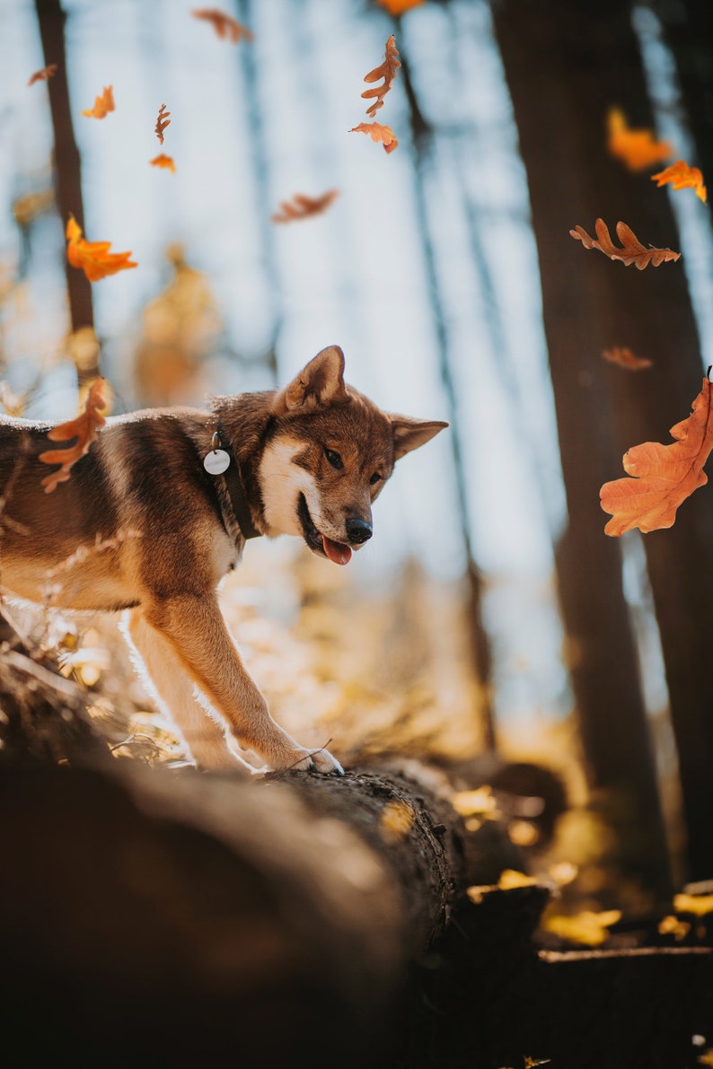 Fall Foliage Photoshop Overlays the Primitive Pack - Etsy
