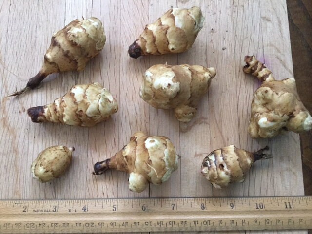 Sunchoke Tubers Aka Jerusalem Artichokes - Etsy