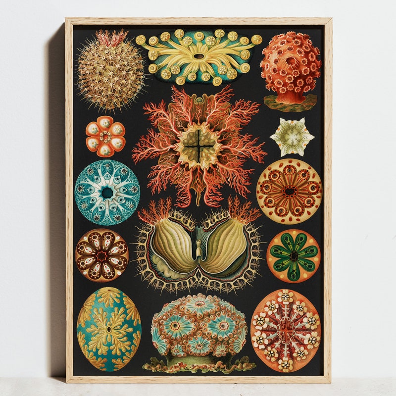 Haeckel - Etsy
