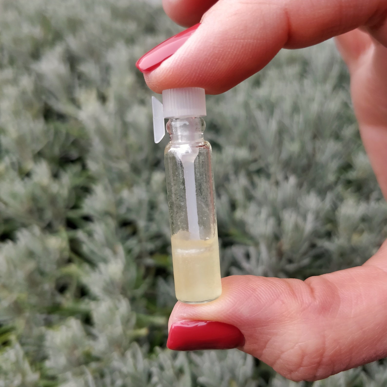 Bulgarian Rose Oil Otto Certified Steam Distilled Damascena Flower ...