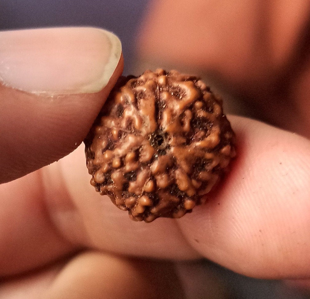 Natural Pure 5mukhi Rudraksha, Big Size Rudraksha, 5 Face Rudraksha - Etsy