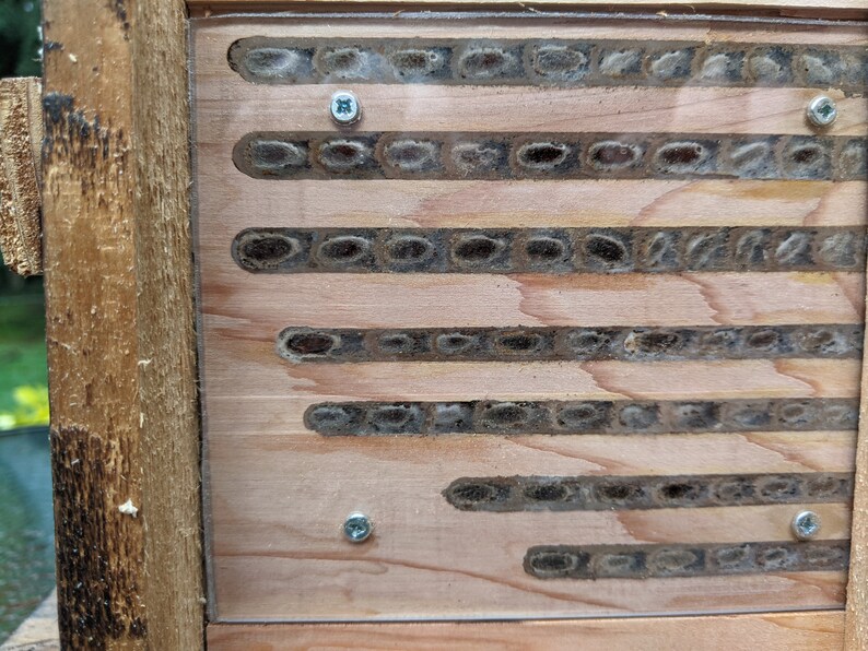 Mason Bee House Mason Bee House - Etsy