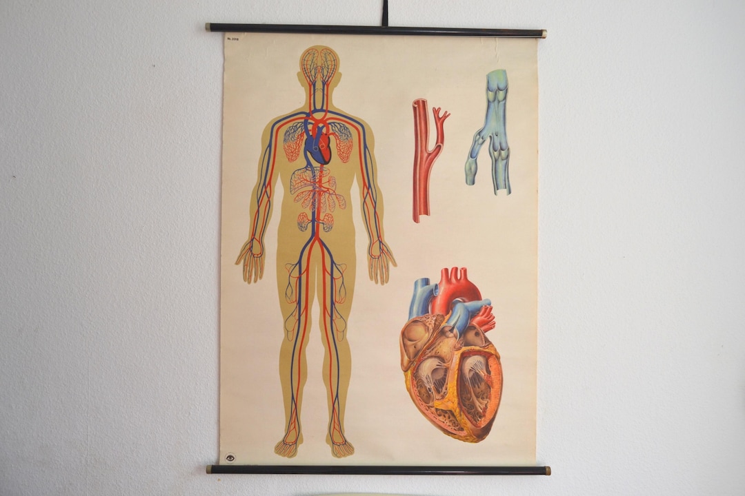 Old School Wall Chart: Blood Circulation, Anatomy, Medicine, Biology ...