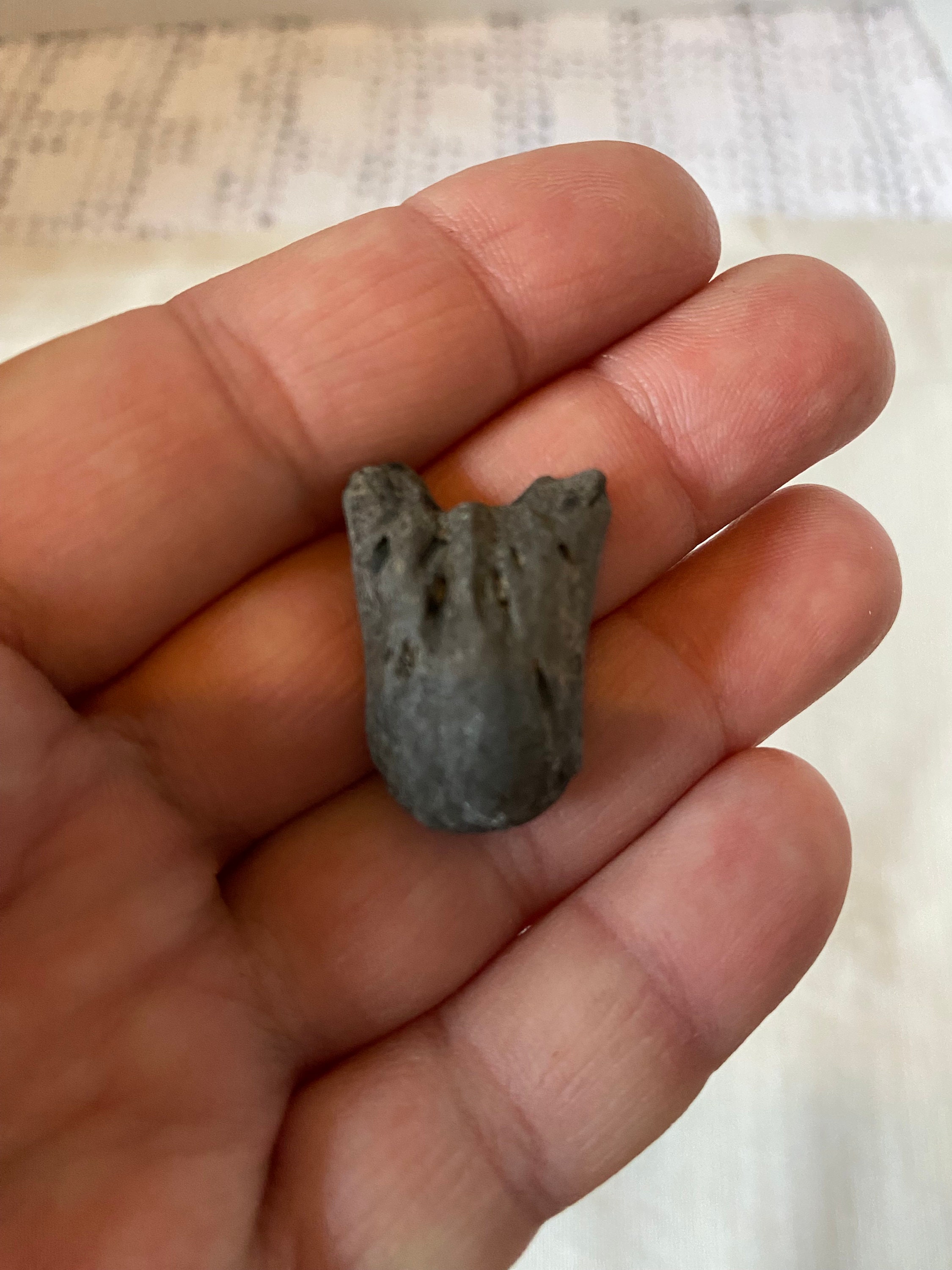 Assortment of Florida Turtle Fossils-shell Piece-scutes-great - Etsy