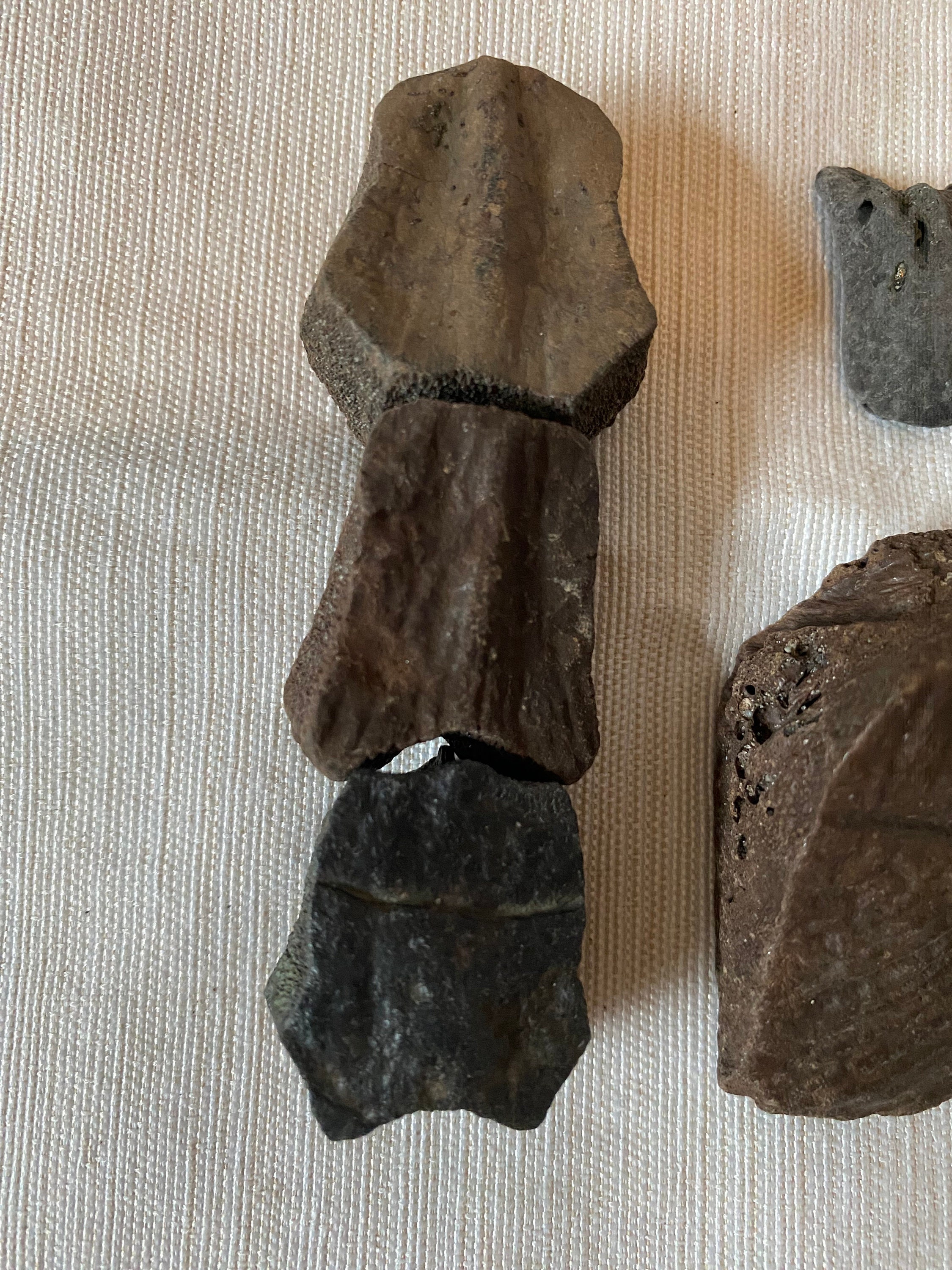 Assortment of Florida Turtle Fossils-shell Piece-scutes-great - Etsy