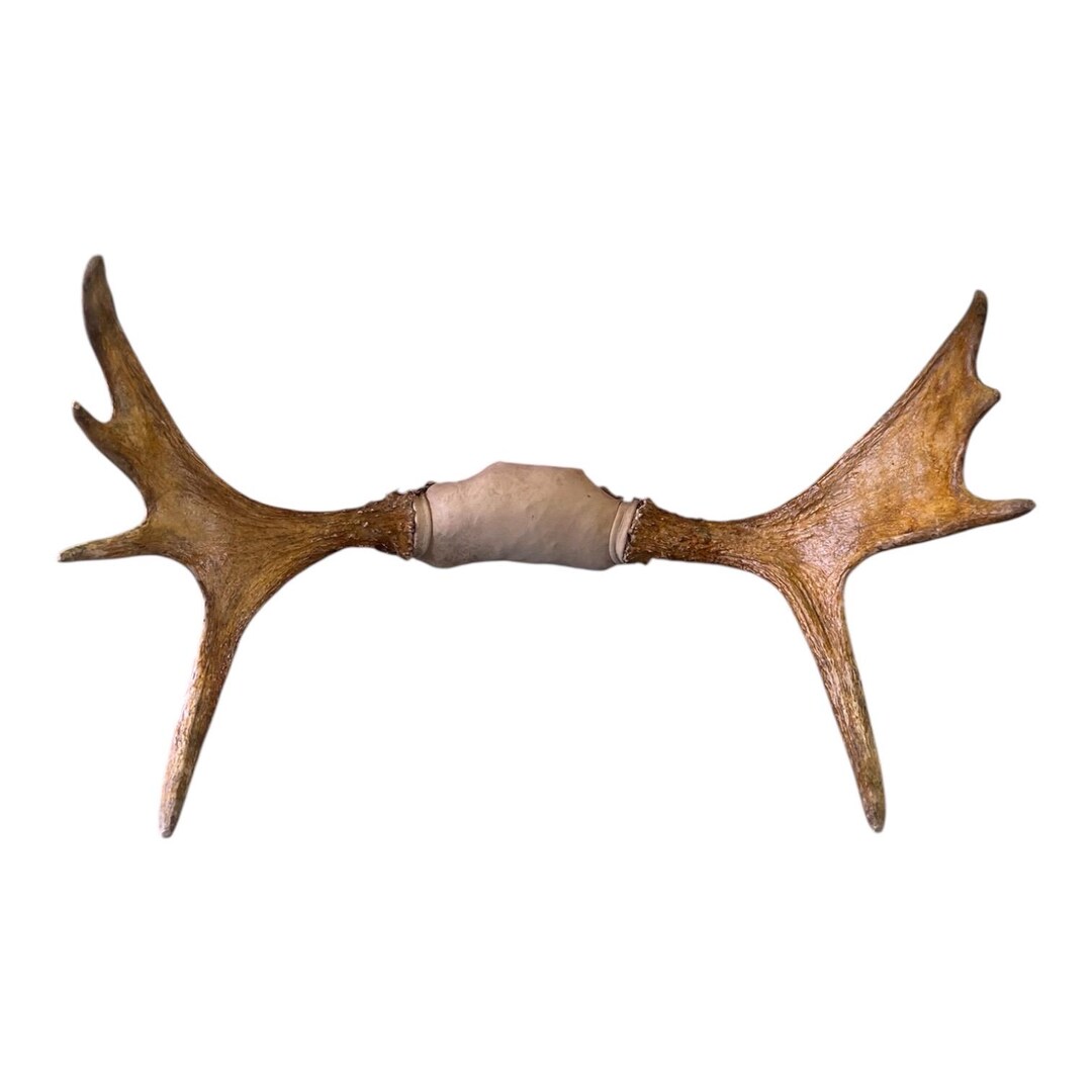 ALL NATURAL Moose Antler Mount - Etsy