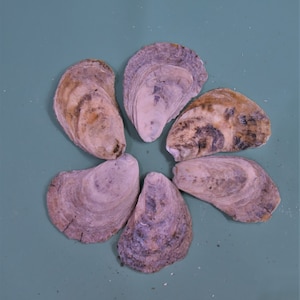 Six FLAT SIDE (not Cup Side) Oyster Shells -3 1/4 to 3 3/5, Price per ...