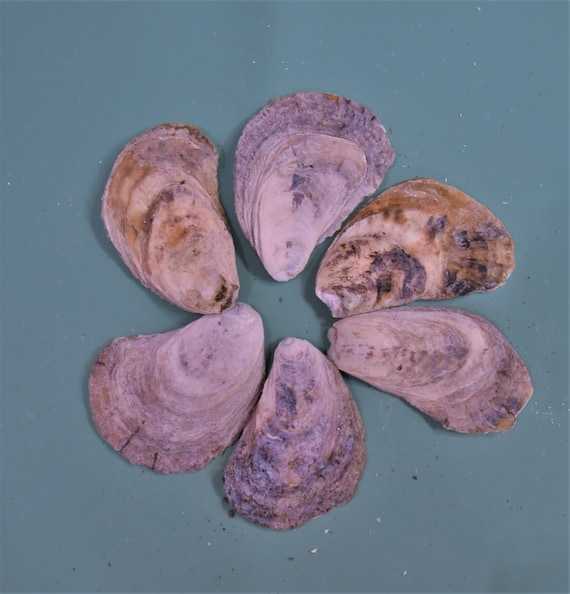 Six FLAT SIDE not Cup Side Oyster Shells Price per Set - Etsy