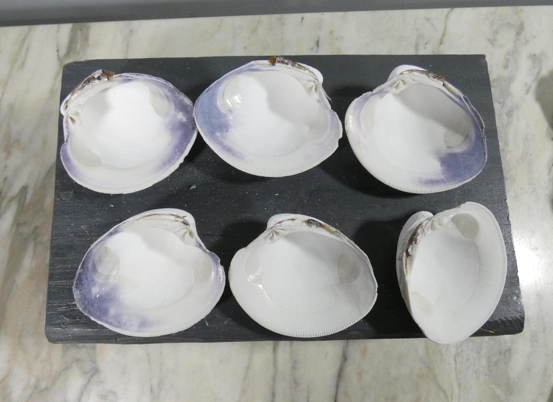 Six 3 1/8 to 3 1/4 Inch Quahog Clam Shells, Wampum Shells Bleached and ...