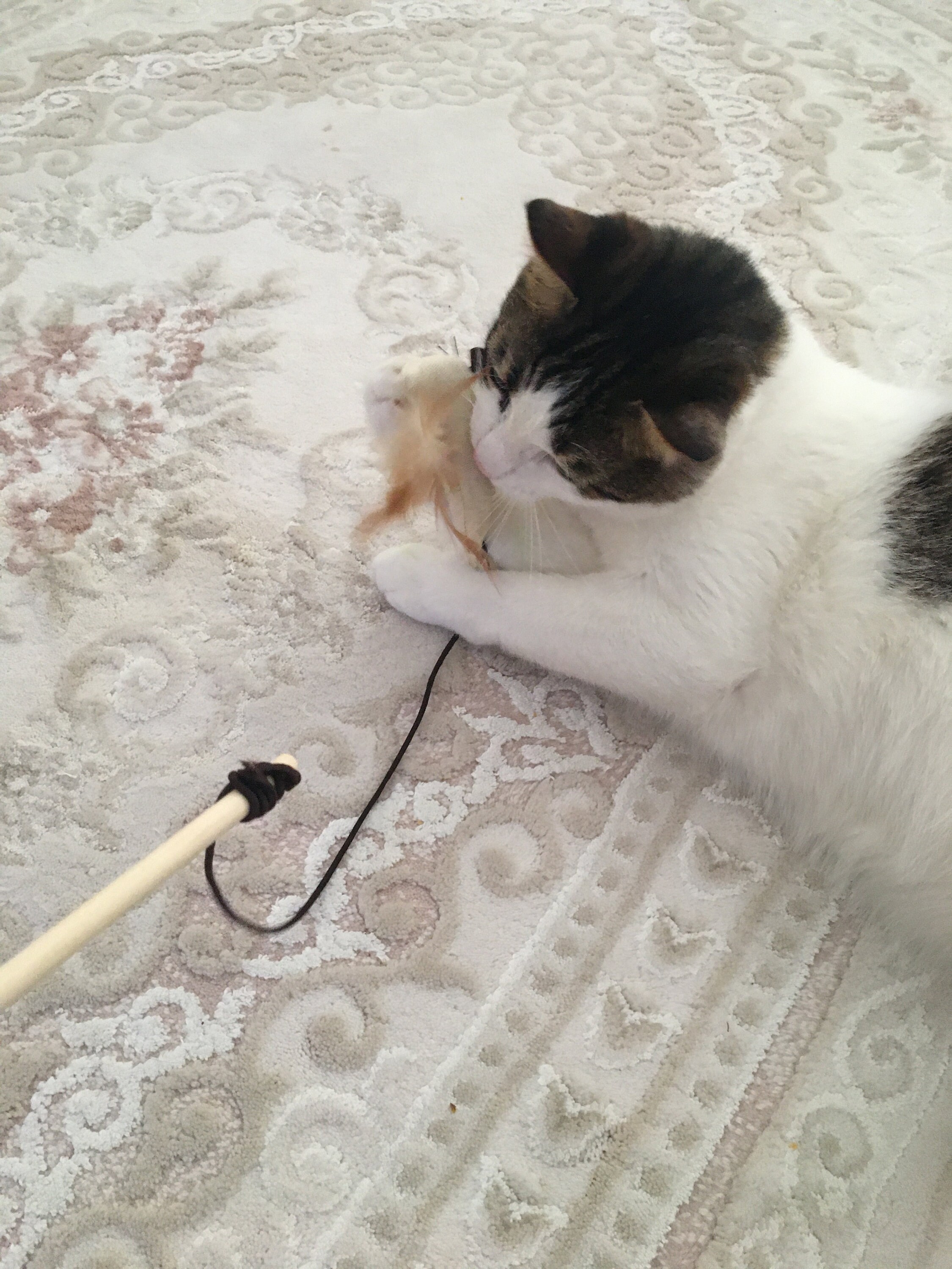 Mouse Fishing Rod Cute Cat Teaser Cat Wand Yellyfish Cat - Etsy