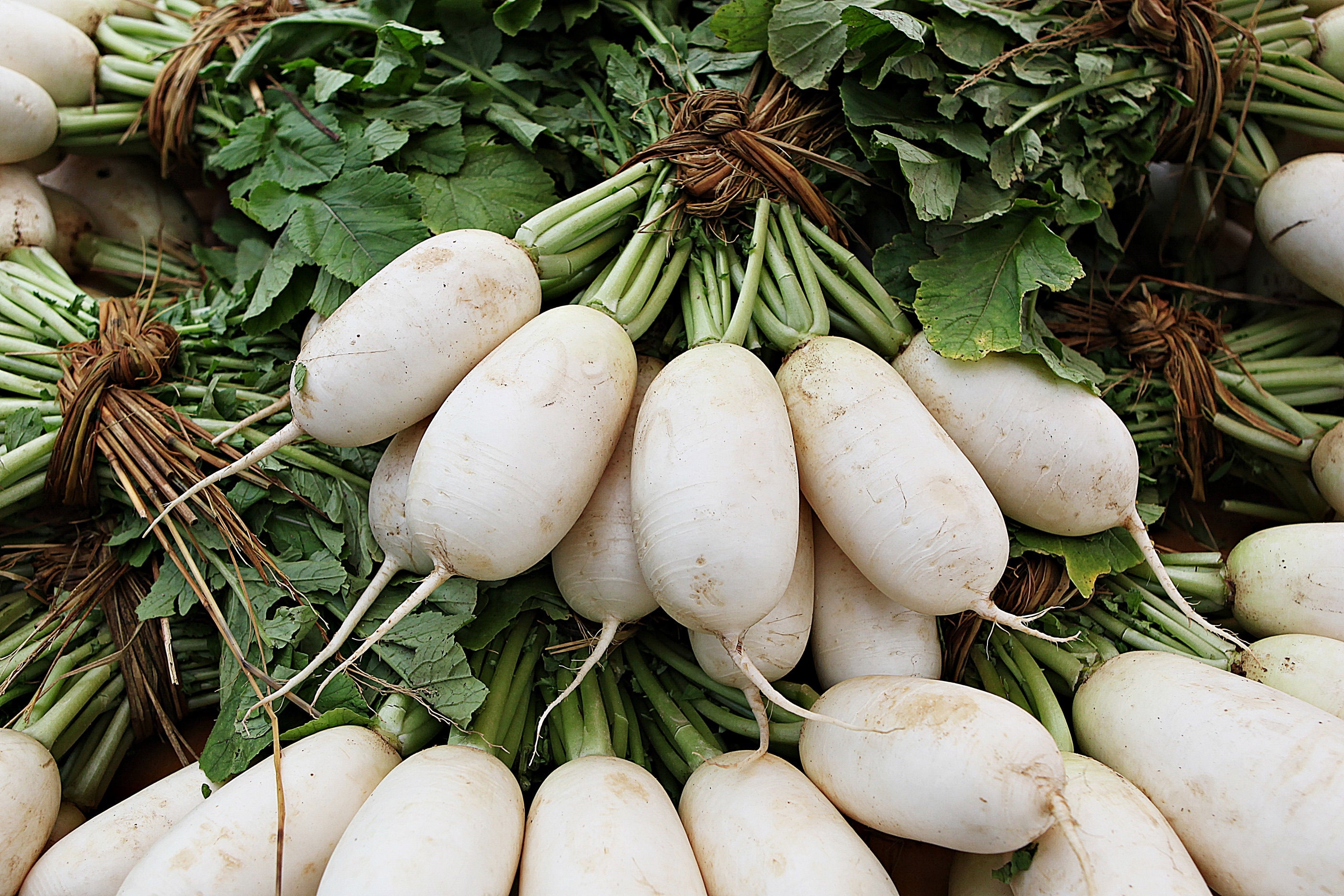 총각무 rábano de Altari Pasión Altari Rábano coreano Semillas | Etsy