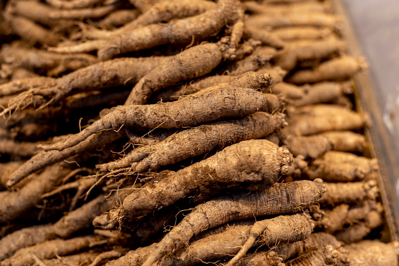 더덕 Deodeok Seeds Codonopsis lanceolata Mountain Herb Lance | Etsy