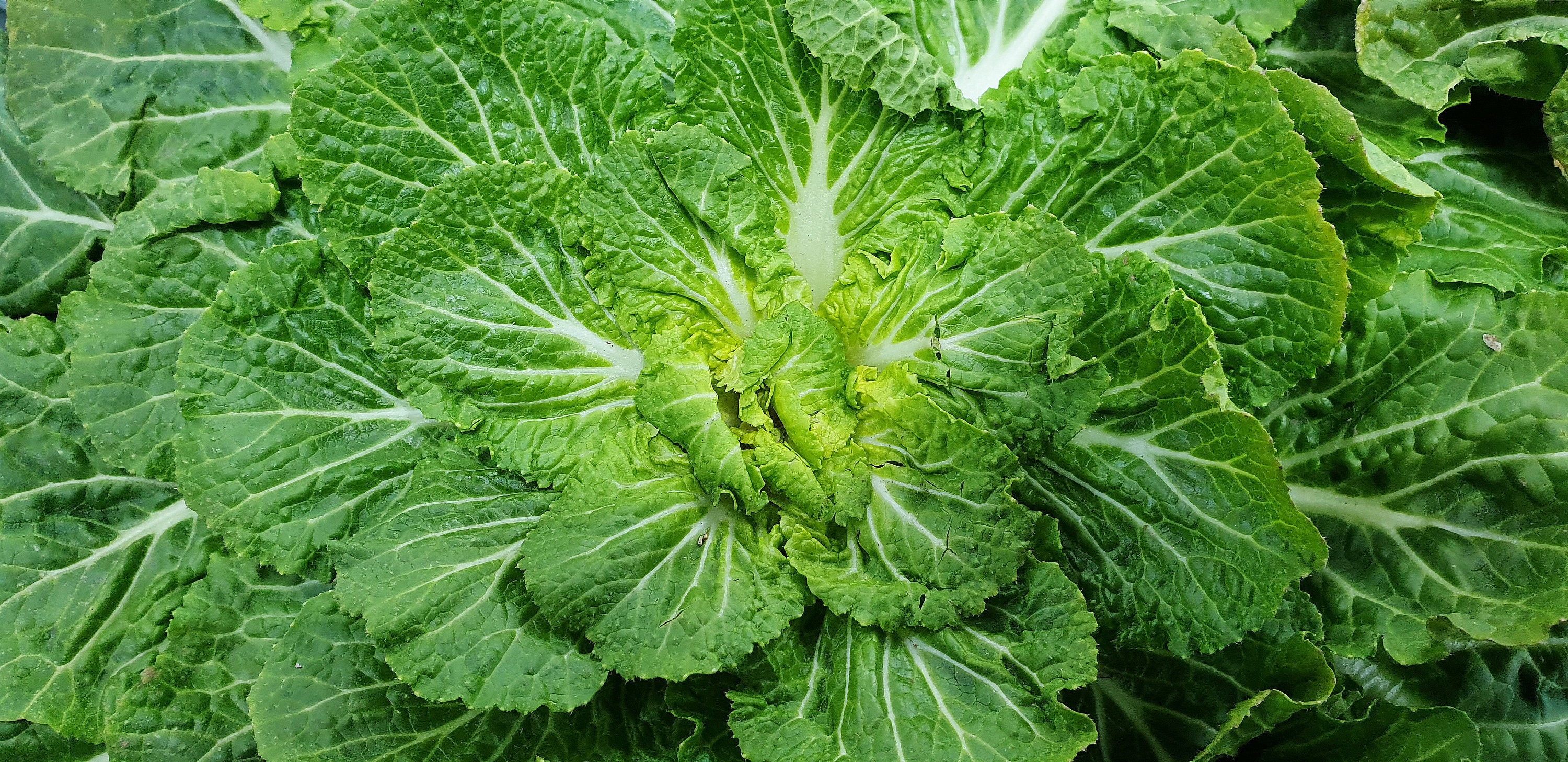 봄동 Bomdong Seeds Korean Vegetable Seeds Cabbage Seeds | Etsy