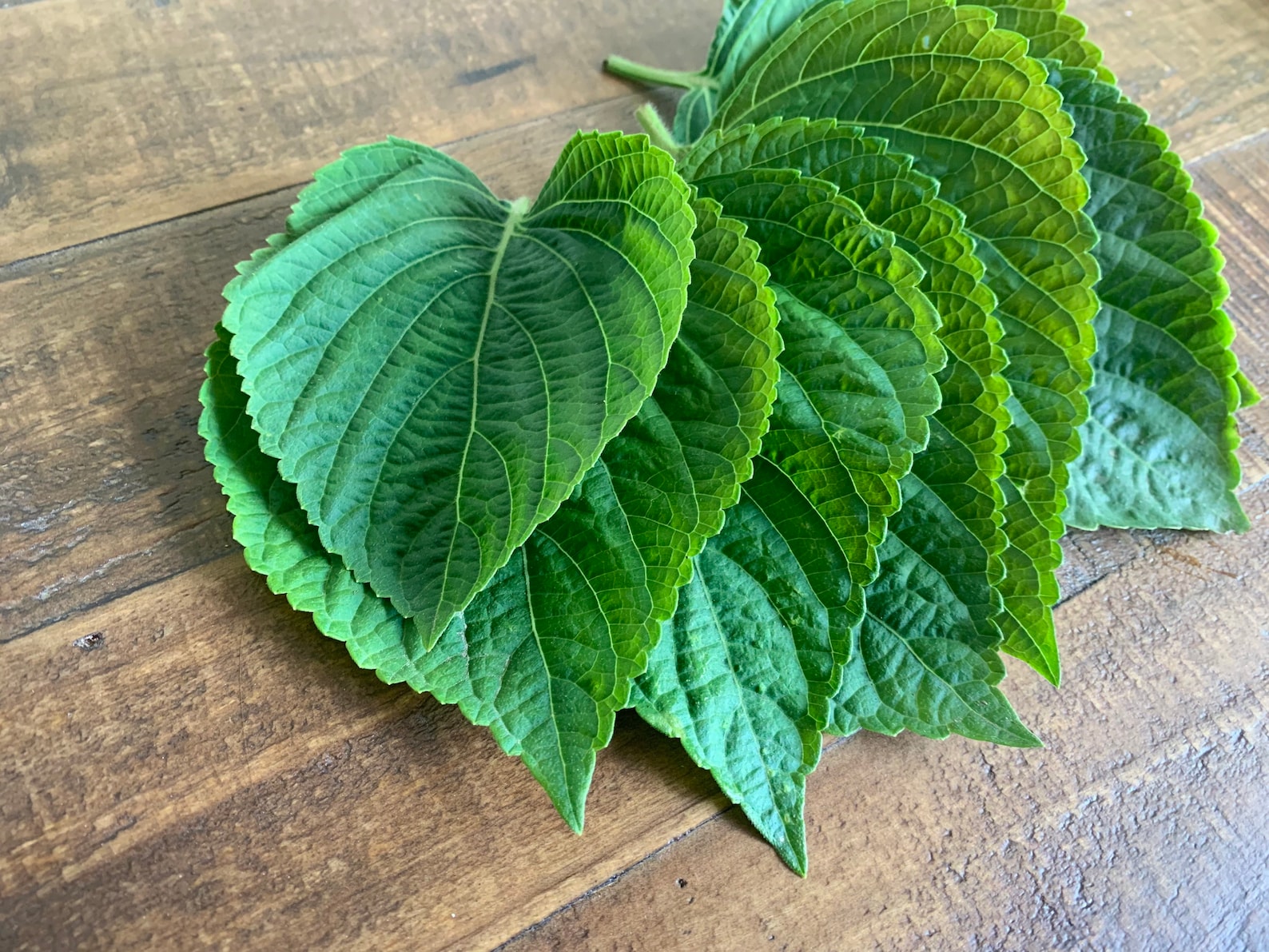 깻잎 Korean perilla seeds Perilla leaf Korean Seeds Rare | Etsy