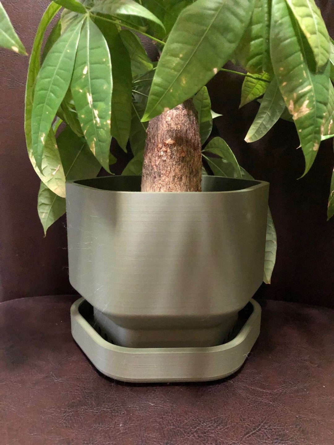 Pot for Succulents Cactus or Any Plant With Built in Drainage - Etsy