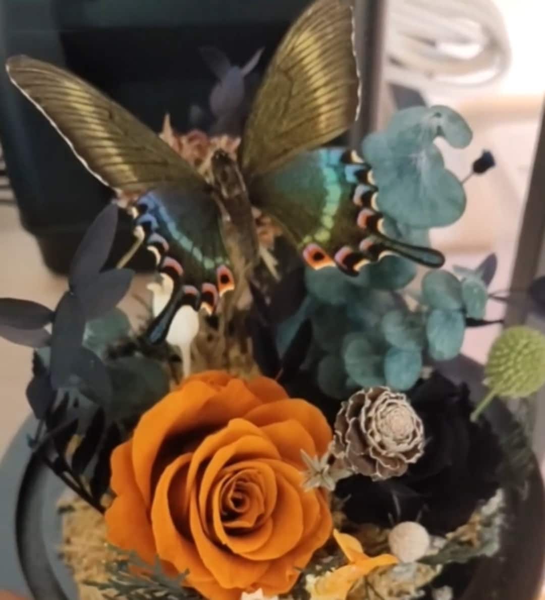 Papilio Maackii With Flapping Wings Kinetic Butterfly Looks Real Framed Insect Specimen ...