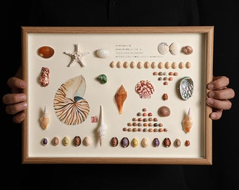 Sea Shell Decor - Etsy