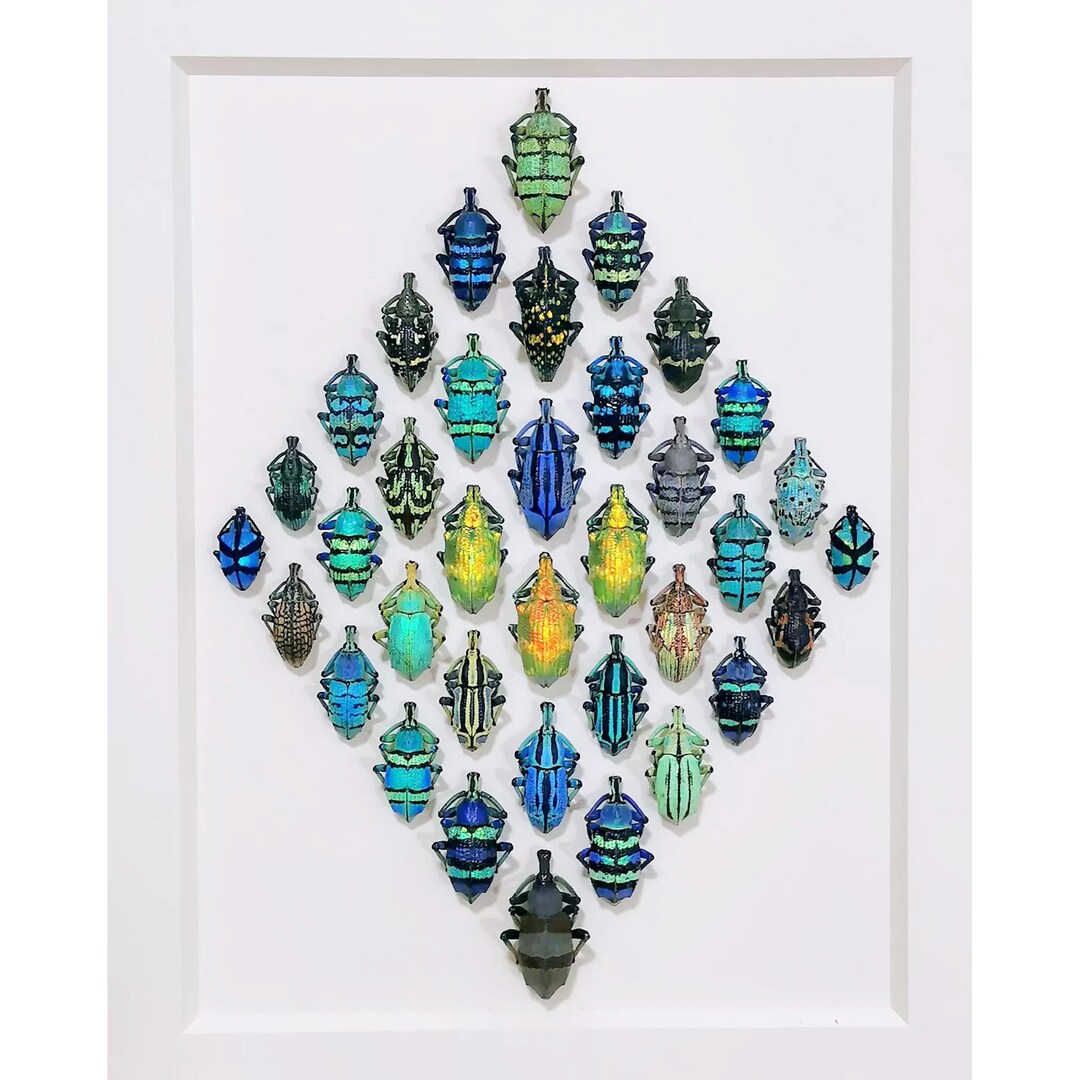 Unique Gem Weevils Wall Art, Strikingly Different Home Decor, Taxidermy ...
