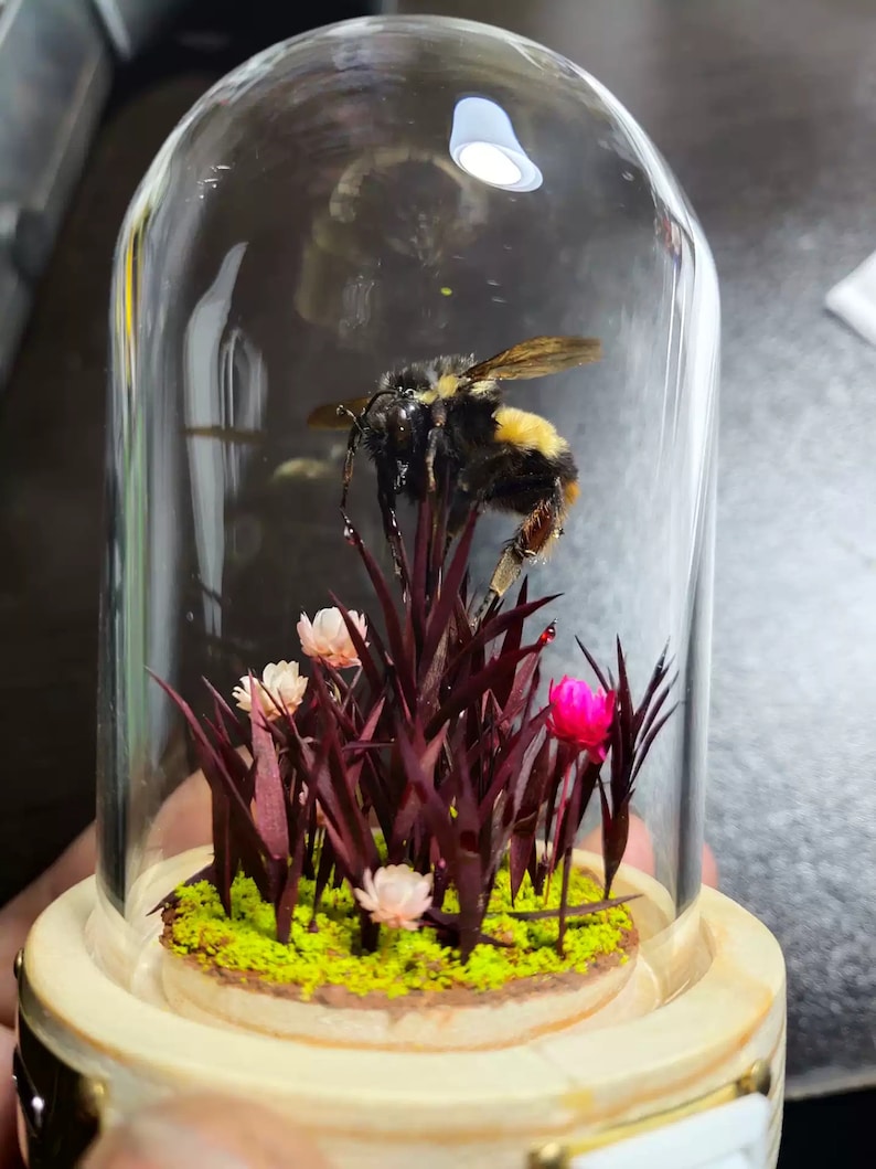 Mechanical Bumblebee Diorama the Smallest Mechanical Insect - Etsy