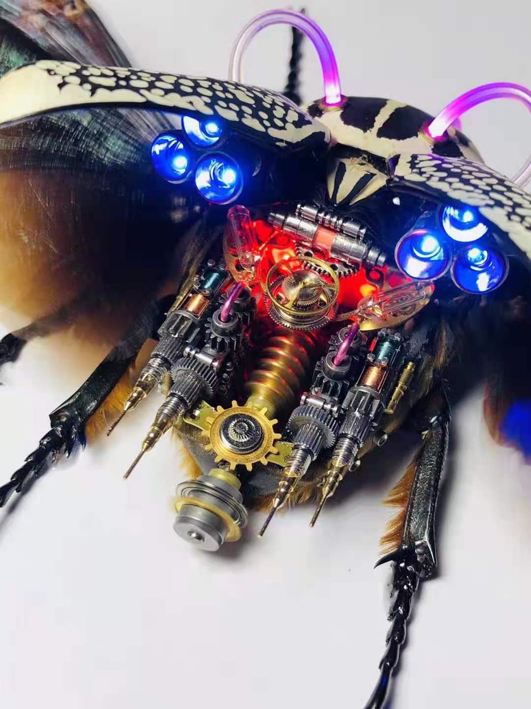 Steampunk Beetle Insect Handmade Clockwork Real Goliathus Giganteus ...