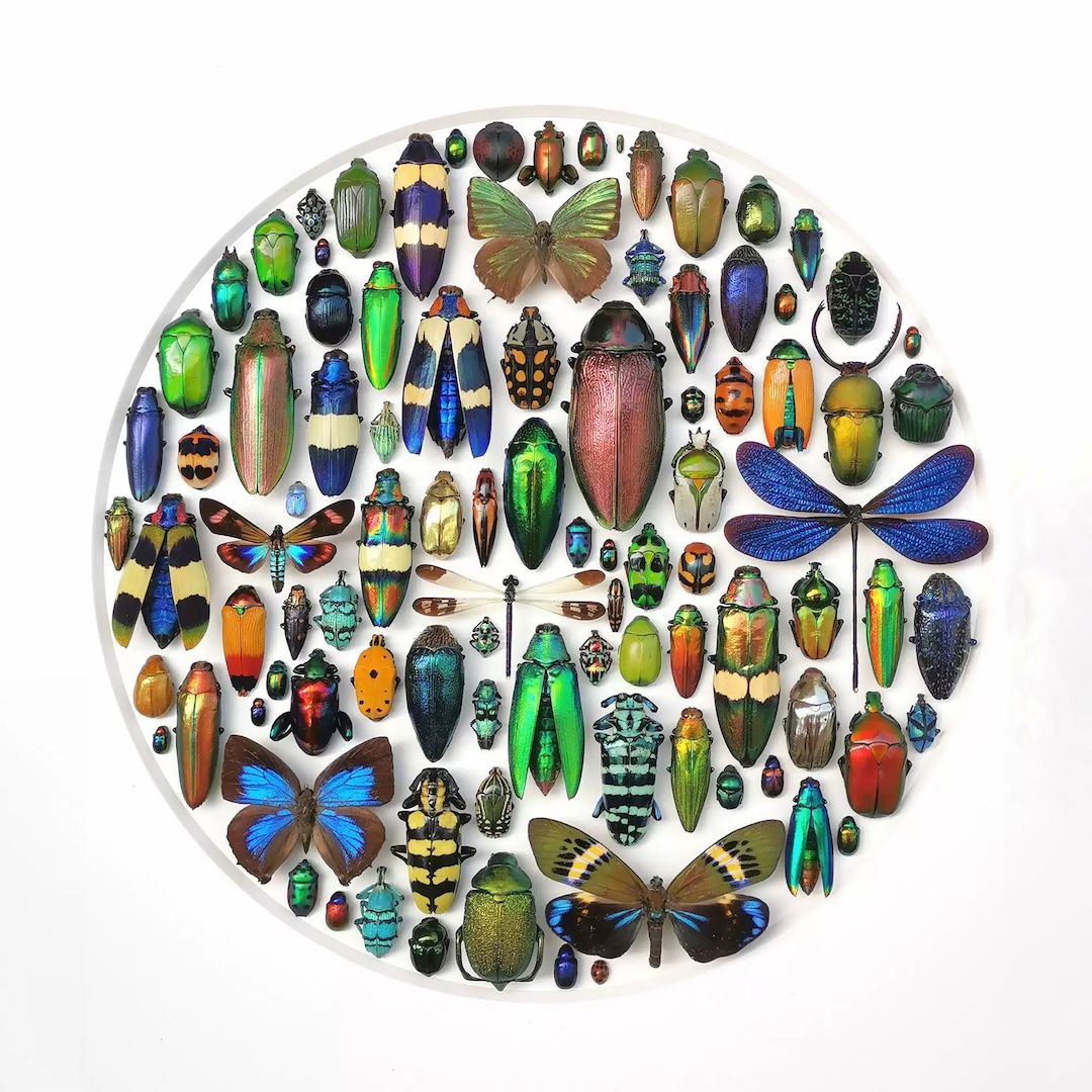 Unique Beetles Wall Art, Strikingly Different Home Decor, Taxidermy Art ...