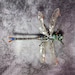 Mechanical Dragonfly Mutant, Sci-fi Fantasy Figurine, 3D Robot Creature ...