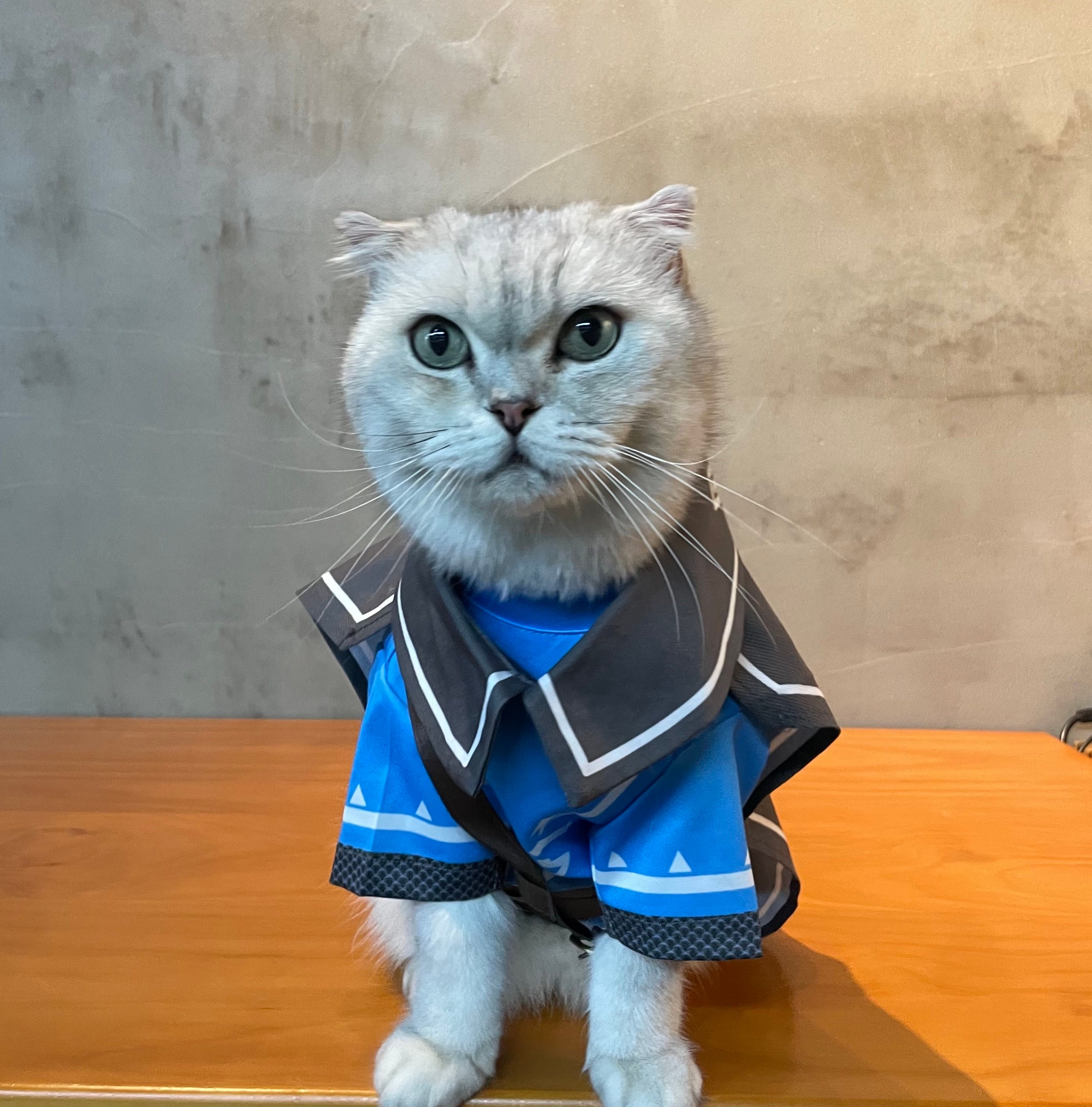 Link Hat On Cat
