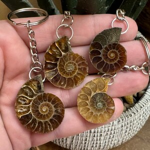 Ammonite Fossil Keychain - Etsy
