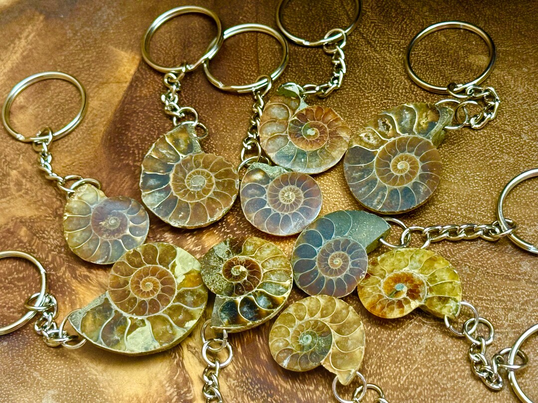 Ammonite Fossil Keychain - Etsy