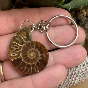 Ammonite Fossil Keychain - Etsy
