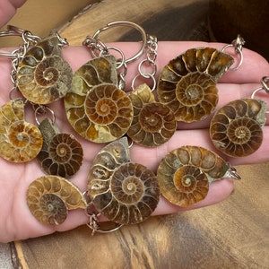 Ammonite Fossil Keychain - Etsy