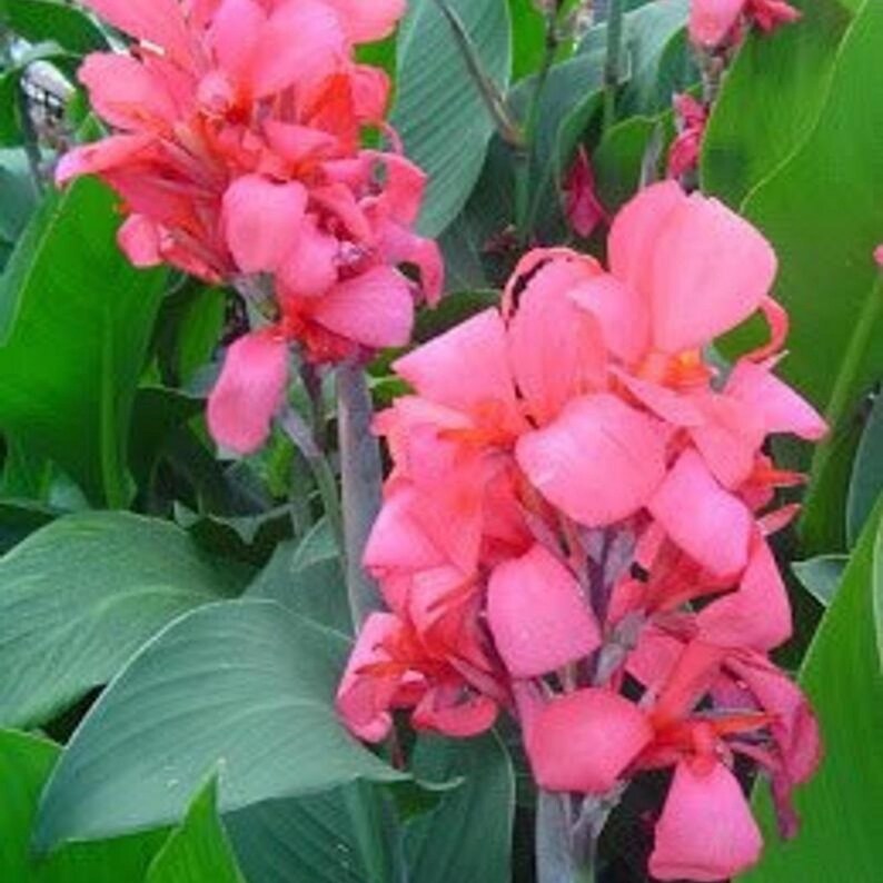 3 HUGE 'Pink Magic' Canna Lily Hot Pink Gorgeous | Etsy