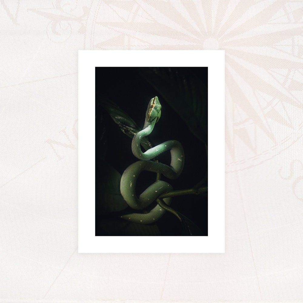 VIPER card Photography 13x18 cm with white borders | Etsy