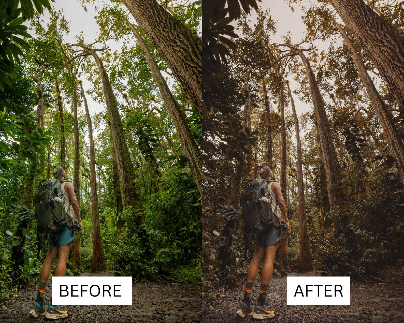 50 LUTS | Forest Mood | Rustic | Nature | Hiking | Trees | Premiere Pro ...