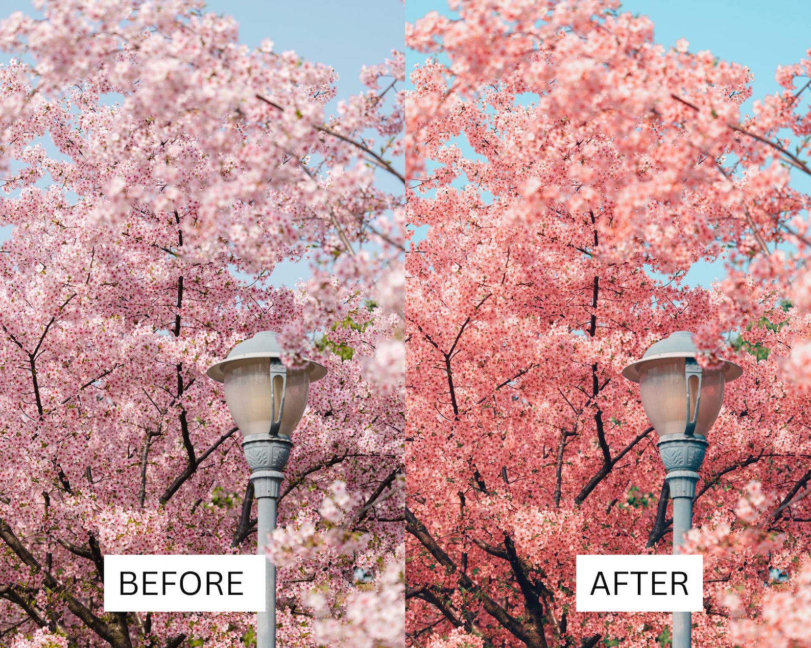 40 Cherry Blossom Luts | Sakura Japan Pink Pastel Color Grading LUT ...